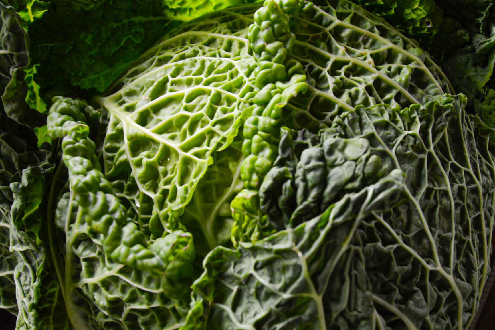 RECETA DE HOJAS DE COL RELLENAS DE BACALAO CON TOMATE